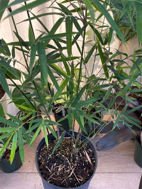 Shop Our Weavers Bamboo Rg Dwarf Eureka Farms