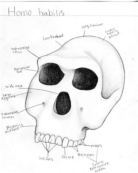 Homo Sapiens Skull Labeled 1 Illustration Of Basic Body Shape