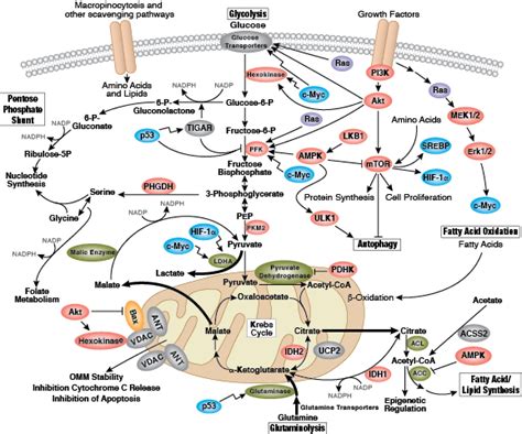 Cellular Metabolism Cell Signaling Technology