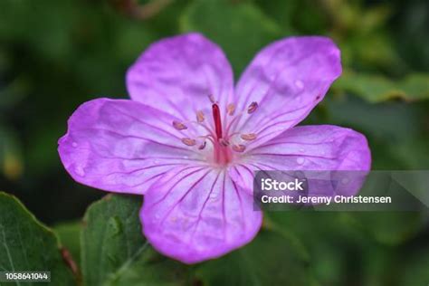 매크로에서 록 키 산 야생화 Wasatch 정면 록 키 산맥에서에서 큰 미루나무 협곡 유타 서쪽 미국에서 도넛형 폭포 등산로 따라 숲의 전체 여름 꽃 보기를 닫습니다 0명에