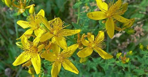 კრაზანას განსაკუთრებული თვისებები 99 დაავადების სამკურნალო ბალახი All Time