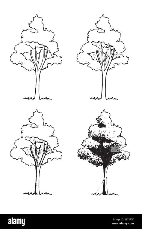 Hand Drawn Tree Tree Isolated On White Background Tree Sketch Vector