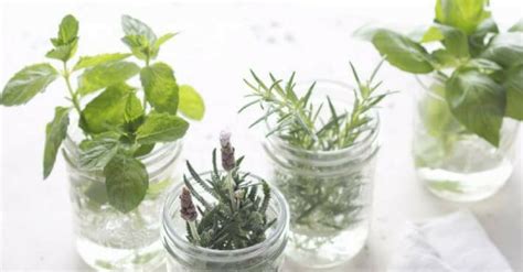 10 Plantas Aromáticas Que No Necesitan Tierra Para Crecer