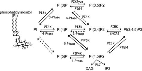 Phosphoinositide Metabolism The Three Hydroxyl Groups Of The Inositol