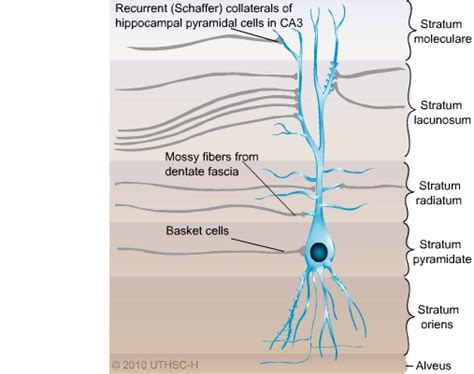 Dendritic Structures Hippo Campus