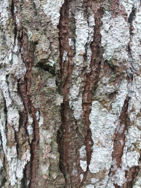 An Old Pine Tree Texture Looks Details Stock Image Image Of Looks Fruit 200539371