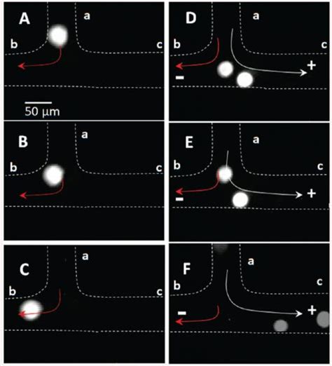 High Throughput Selection Enumeration Electrokinetic Manipulation And Molecular Profiling Of