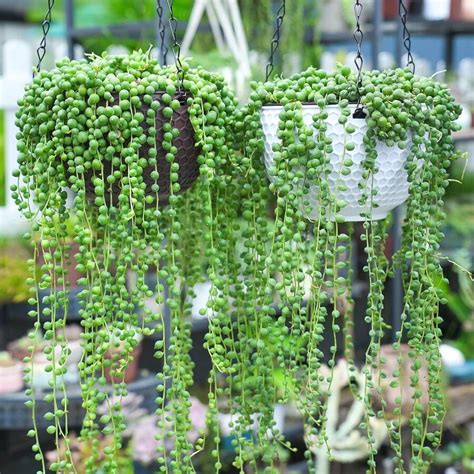 Popular String Of Pearls Small String Of Pearls Succulent Packed Seeds