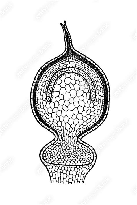 The Sporophyte Is A Dark Coloured Spherical Structure That Grows