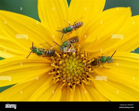 A Group Of Male Agapostemon Sp Bees Congregating For The Night On A