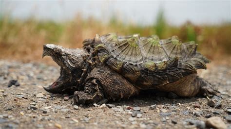 Is It Illegal To Kill An Alligator Snapping Turtle At Joel Stanbury Blog