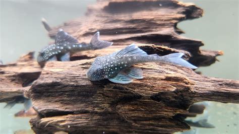 Blue Phantom Pleco Diet