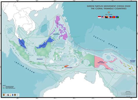 Green Turtle Migrations In The Coral Triangle Wwf Green Turtle Migrations In The Coral Triangle Wwf