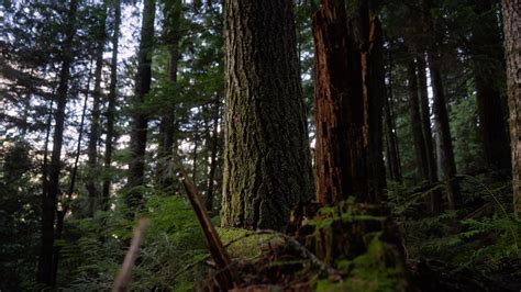 650 Acres Of Largely Mature Whatcom Co Forests Protected Thank The