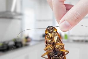 Pest Control Byford Bucks Pest Management Byford