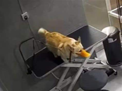 စင်ကာပူမှာ အိမ်မွေးတိရစ္ဆာန် Salon မှာ ခွေးတစ်ကောင်သေဆုံးမှုနဲ့ပတ်သက်ပြီး တာဝန်ရှိ မန်နေဂျာ