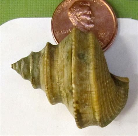 Class Gastropoda Kansas Geology