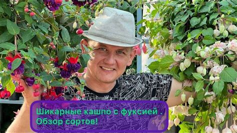 Фуксия. Огромные кашпо с фуксией. Обзор наших сортов Фуксии. | Петунии ...