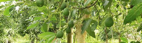Clonación De Plantas El Futuro Hoy