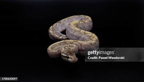 Are Ball Pythons Dangerous Photos And Premium High Res Pictures Getty