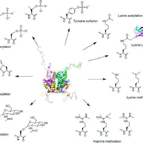 Pdf Synthesis Of Proteins With Defined Posttranslational Modifications Using The Genetic