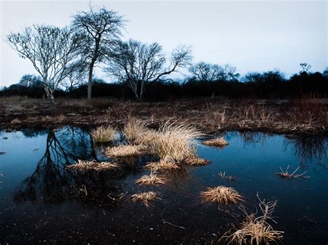National Geographic Swamp