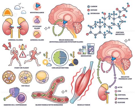 Cortisol Regulation Shows Brain Adrenal Glands And Cortisol Molecule Illustrating Hormone