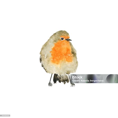 흰색 배경에 고립 된 로빈 새 수채화 손 그리기 그림 젖은 스타일 아쿠아렐 귀여운 겨울 회색과 오렌지 새 가수에 대한 스톡 벡터 아트 및 기타 이미지 Istock
