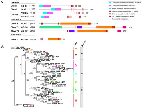 Chitin Synthase Chs Proteins Of Venturia Inaequalis A Predicted