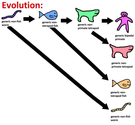 An Extremely Simplified Graph Of Chordate Evolution I Especially Like