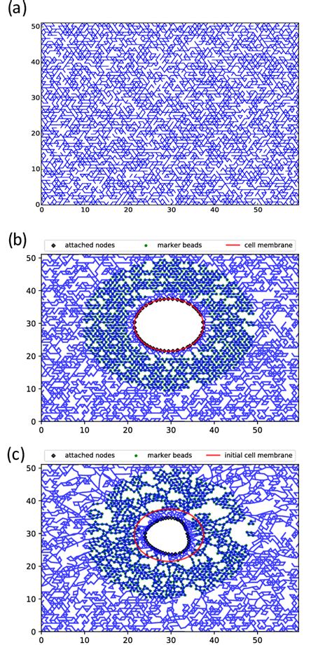 Examples Of Our Lattice Based Model Of Ecm A A Diluted Triangular