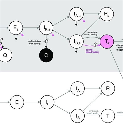 Schematic Representation Of The Epidemic Digital Contact Tracing Model