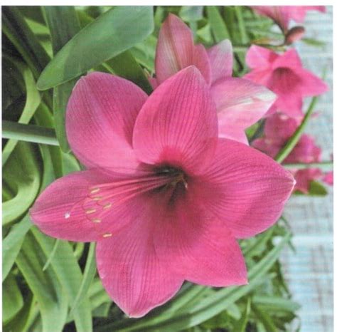 Amaryllis Adele The Garden Club Of Houston