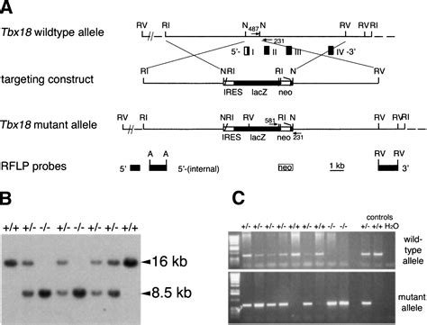 The T Box Transcription Factor Tbx18 Maintains The Separation Of Anterior And Posterior Somite