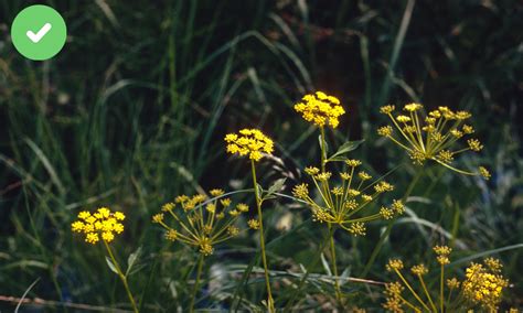 Plant Look Alikes Whats The Difference Between Golden Alexander And Wild Parsnip