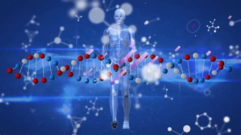 Animation Of Dna And Molecular Structures Floating Over Human Body