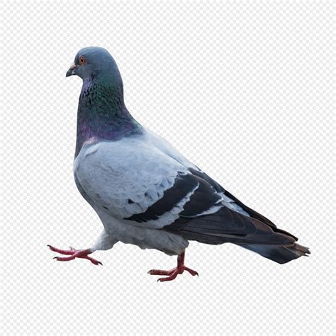 비둘기 이미지 사진 400944249 무료 다운로드 비둘기 이미지 사진 400944249 무료 다운로드