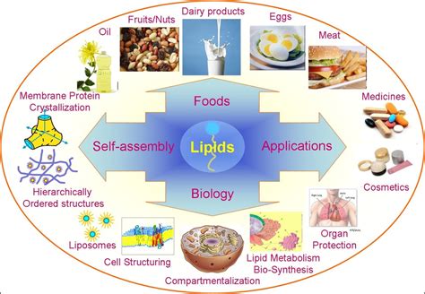 Lipids Macromolecule Mania