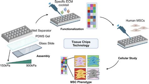 Combinatorial Extracellular Matrix Tissue Chips For Optimizing