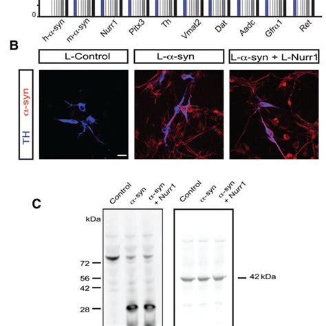 Nurr1 Mediated Restoration Of Disrupted Da Neuron Gene Expression After