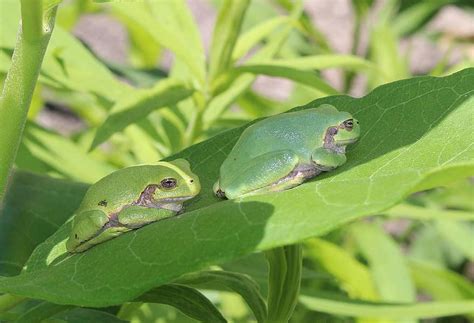 Rainette Caractéristiques Habitat Alimentation Et Reproduction