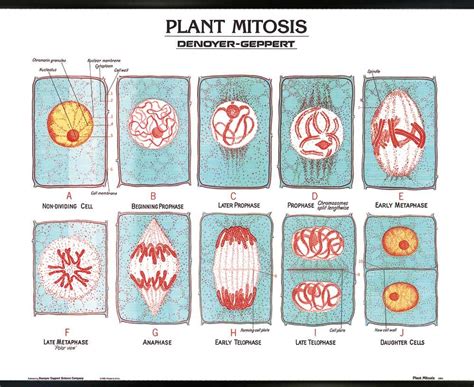 Plant Cell Mitosis And Cellular Division In Educational Outline Diagram