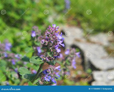 Nepeta Faassenii Catmint Faassen`s Catnip In Full Bloom Stock Image
