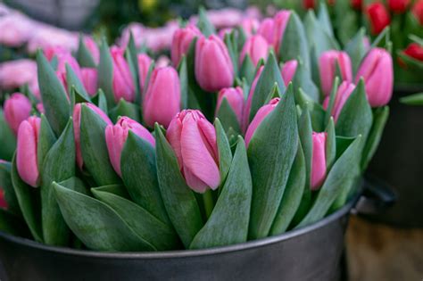 디자인과 웹 페이지를 위한 클로즈업 핑크 튤립 개념 해피 부활절 카드 국제 여성의 날 0명에 대한 스톡 사진 및 기타 이미지 0명 3월 International