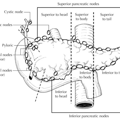 Regional Lymph Nodes Of The Pancreas Anterior View With Pancreatic
