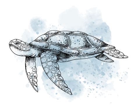 Sea Turtle With Watercolor Spot Hand Drawn Graphic Illustration Of