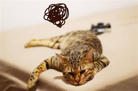 彼氏が何もしてくれない？彼女を喜ばせたいスイッチを押そう！ 恋愛ブログ 愛されオンナ磨き