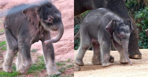 What Cute Creatures These Are Charming Twin Elephants Who Were Born In