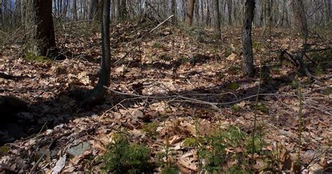 Laurel Hill Walks Mounds And Skull Lower Yoder Township