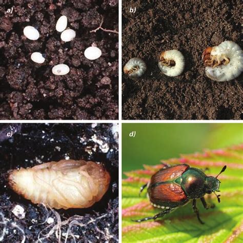 Japanese Beetle Dr Gengping Zhu Washington State University
